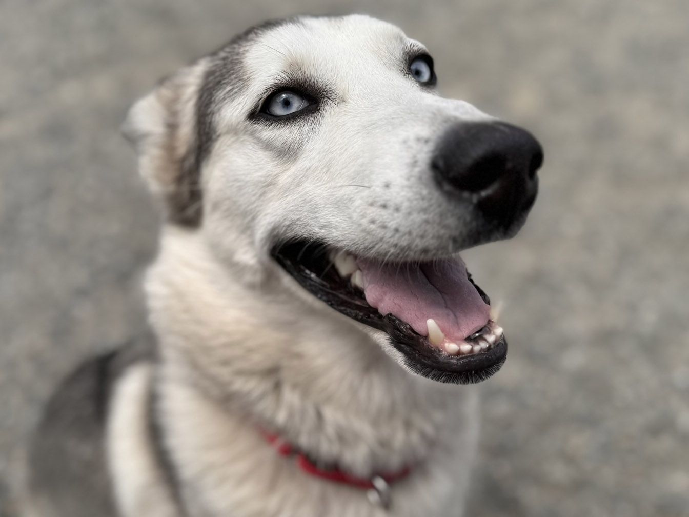 Lexington, dog for adoption at Forget Me Not Animal Shelter of Ferry County